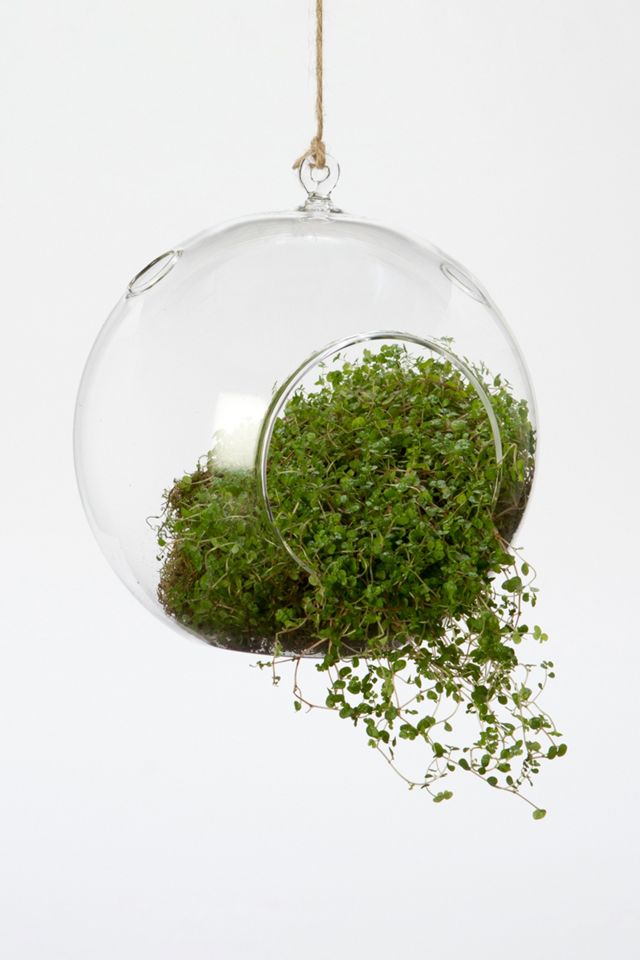 Hanging Bubble Terrarium | Anthropologie
