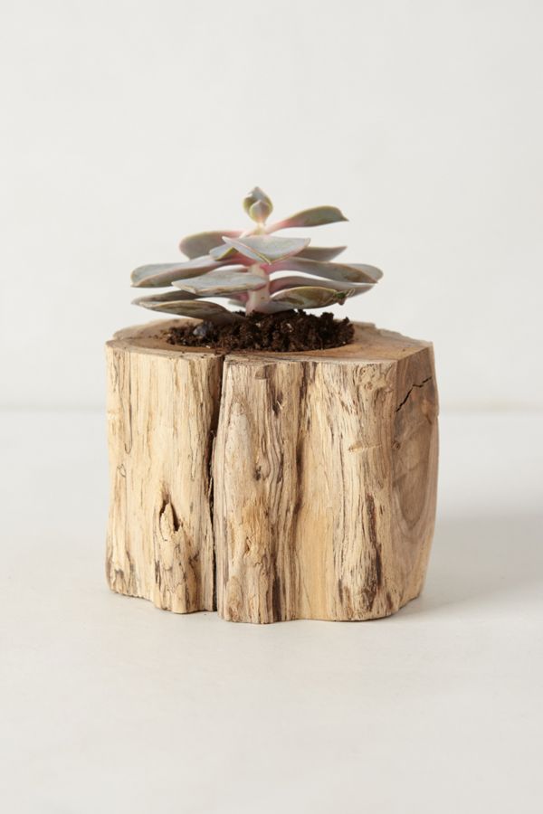 Tree Trunk Planter | Anthropologie