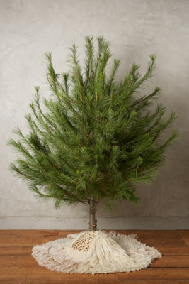 Mirth Tree Skirt | Anthropologie