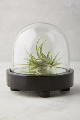 Glass Cloche Terrarium | Anthropologie