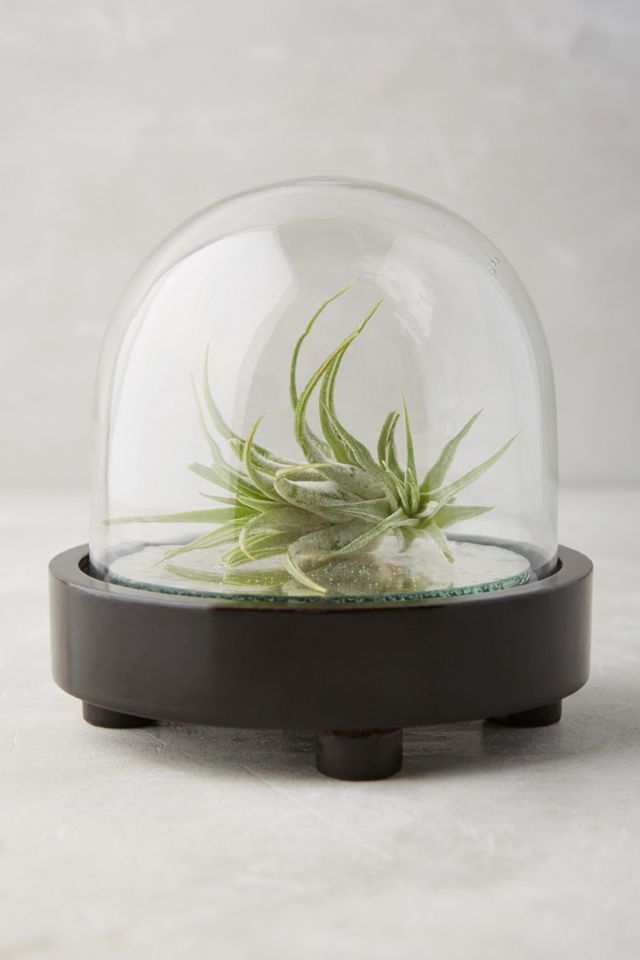 Glass Cloche Terrarium | Anthropologie