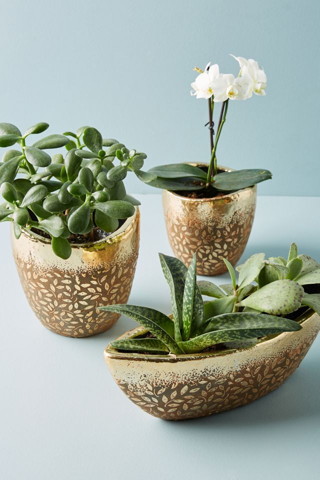 Studio Vine Pot | Anthropologie