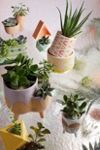 Colorful Mini Pot | Anthropologie