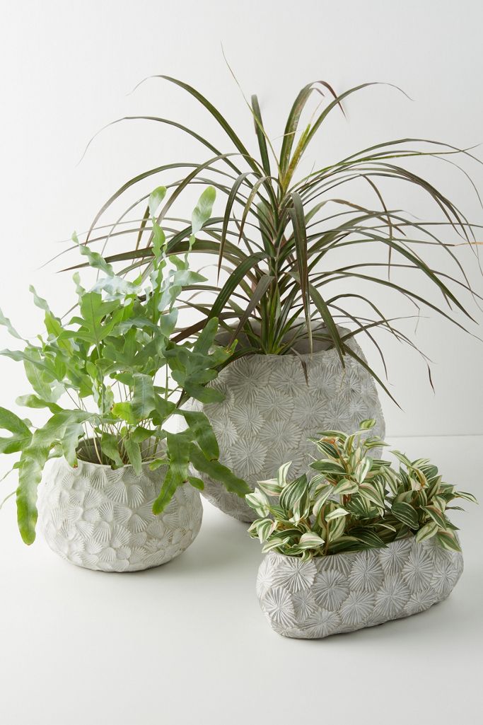 Charente Pot | Anthropologie