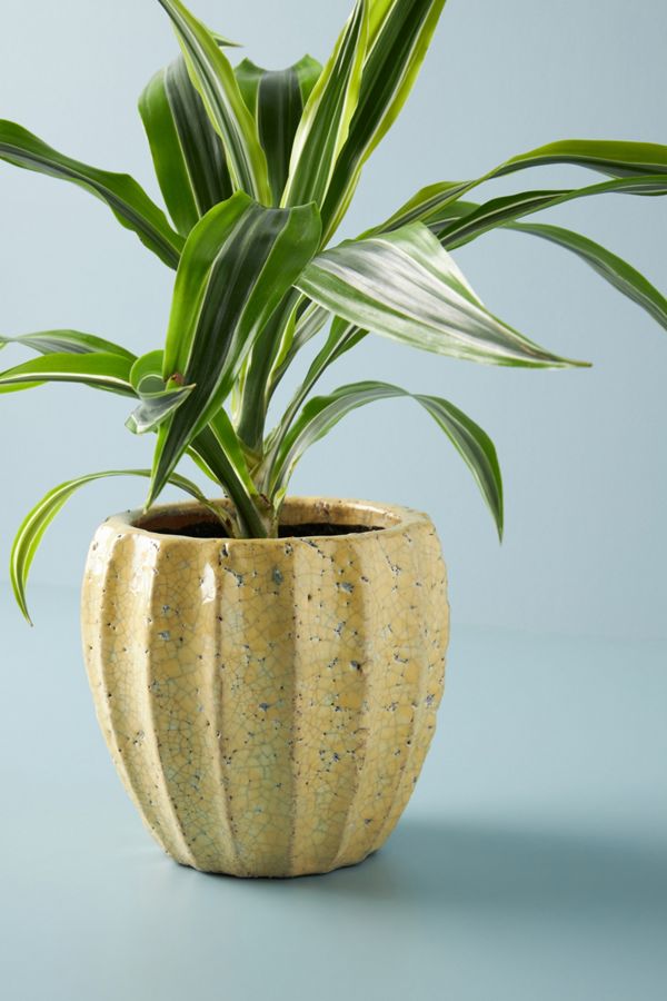 Sonny Plant Pot | Anthropologie UK