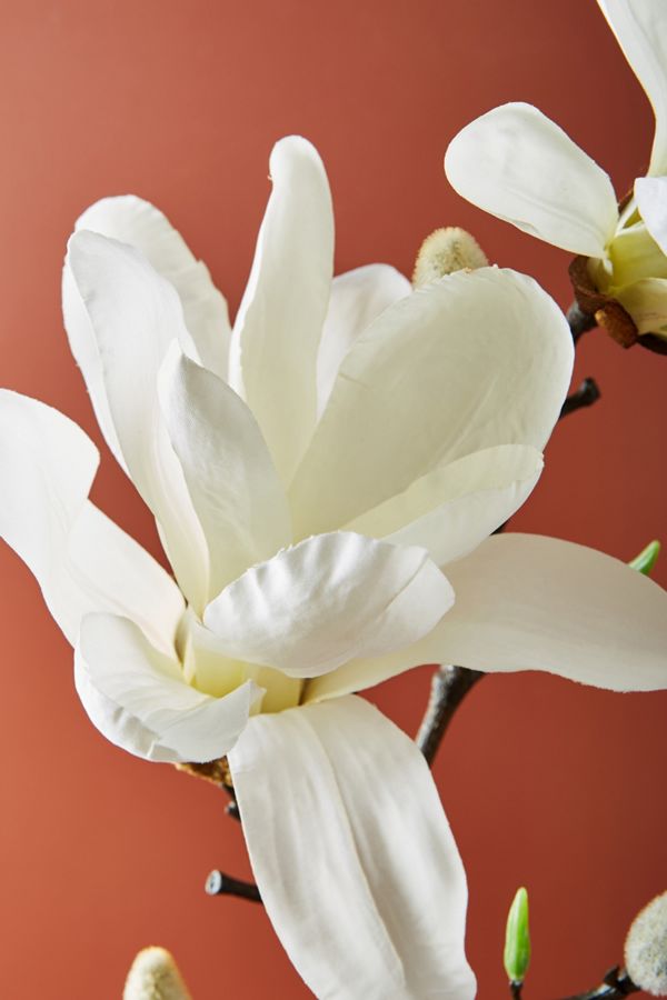 Magnolia Stem | Anthropologie