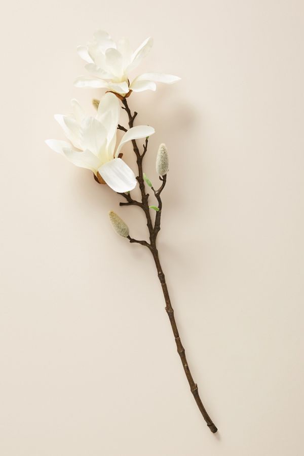 Magnolia Stem | Anthropologie