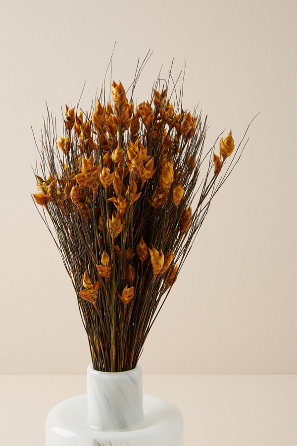 Dried Bell Grass Bouquet | Anthropologie