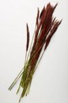 Dried Plume Reed Bouquet | Anthropologie