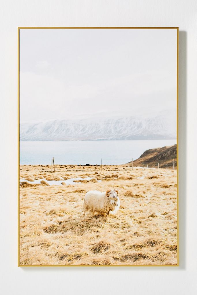 Icelandic Ram Wall Art | Anthropologie