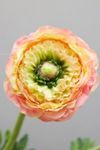 Faux Ranunculus Stem | Anthropologie