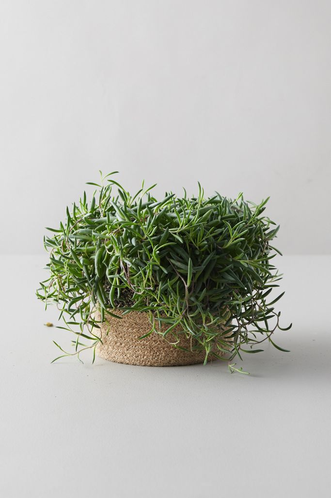 String of Pickles, Jute Pot | Anthropologie
