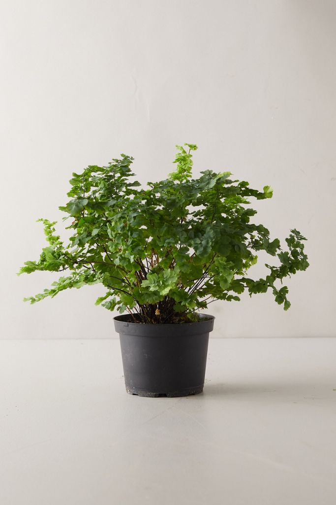 Pacific Maidenhair Fern | Anthropologie