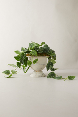 Scindapsus Picta Satin Plant, Metal Urn | Anthropologie