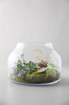 Low Wide Glass Terrarium | Anthropologie