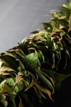 Preserved Bay Leaf Garland | Anthropologie