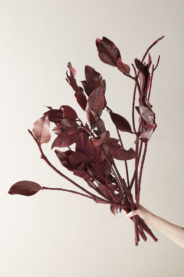 Preserved Magnolia Stem Bunch | Anthropologie