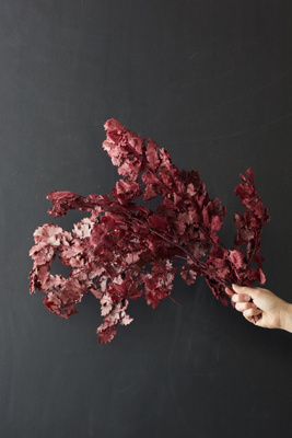 Preserved Mini Oak Leaf Bunch | Anthropologie