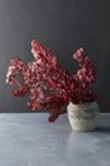 Preserved Mini Oak Leaf Bunch | Anthropologie