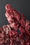 Preserved Mini Oak Leaf Bunch | Anthropologie