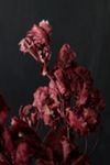Preserved Mini Oak Leaf Bunch | Anthropologie