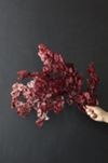 Preserved Mini Oak Leaf Bunch | Anthropologie