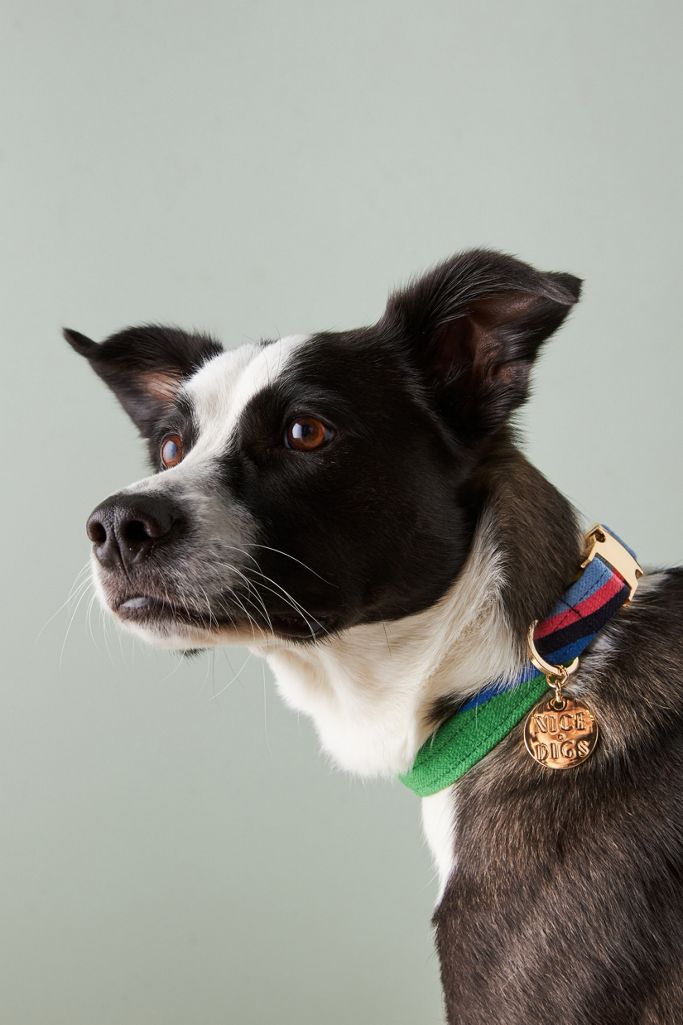 Nice Digs Easy Tiger Dog Collar | Anthropologie