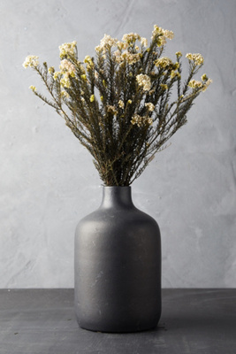 Preserved Rice Flower Bunch, White | Anthropologie