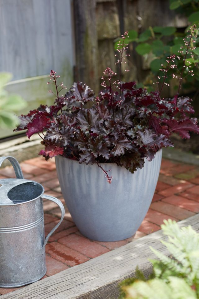 Modern Drip Pot, 15" | Anthropologie