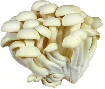 Fresh Alba Clamshell Mushroom, Sold by the pound | Central Market ...
