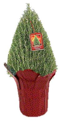 8" Rosemary Cone, 26-28" Tall | Central Market - Really Into Food