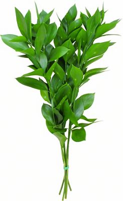 Ruscus Israeli, Bunch | Central Market - Really Into Food