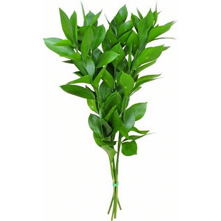 Ruscus Israeli, Bunch | Central Market - Really Into Food