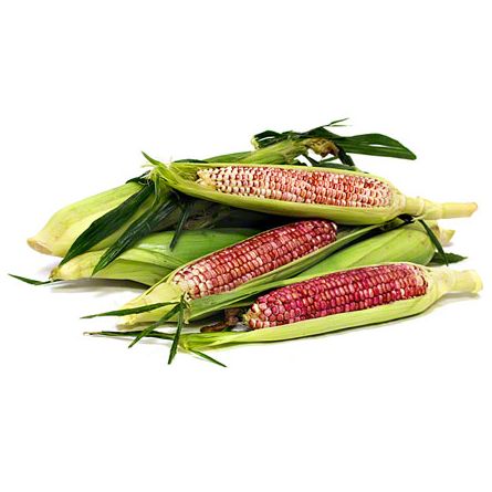 Fresh Red Sweet Corn, EACH | Central Market - Really Into Food