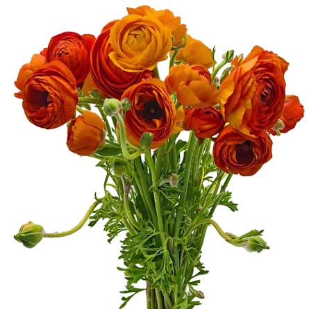 Central Market Ranunculus, 18-Stem Bunch | Central Market - Really Into ...