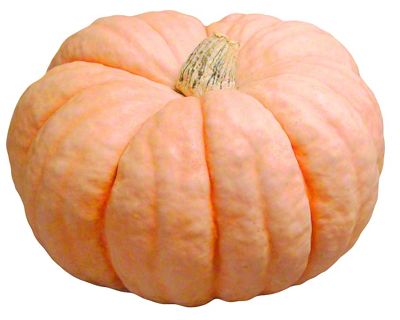 Fresh Rascal Pumpkins, EACH | Central Market - Really Into Food