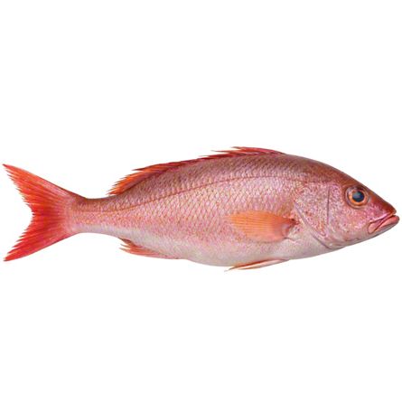 Whole Yellowtail Snapper | Central Market - Really Into Food
