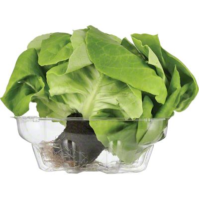 Fresh Organic Green Butter Lettuce, Each | Central Market - Really Into ...