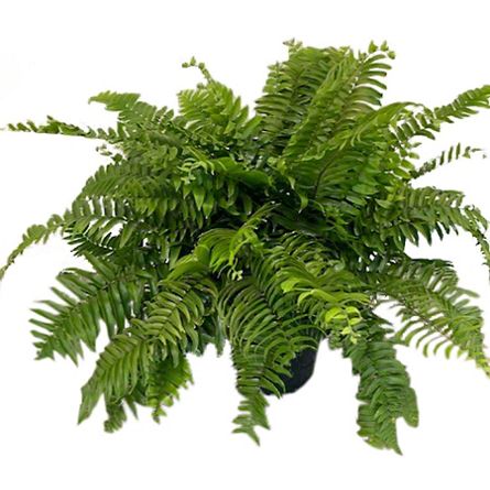 Macho Fern Upright, 10 in | Central Market - Really Into Food