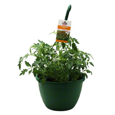 H-E-B Texas Roots Red Profusion Tomato Hanging Basket, 10" | Central ...