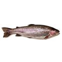 Whole Ruby Red Rainbow Trout Central Market Really Into Food