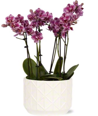 Central Market Assorted Windsor & White Phalaenopsis Orchids in Small ...