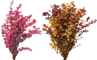 Central Market Preserved Autumn Mix Eucalyptus, Colors Vary, ea ...