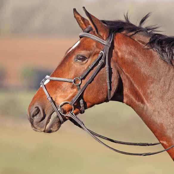 Shires Fancy Figure 8 Phoenix Bridle - StateLineTack.com