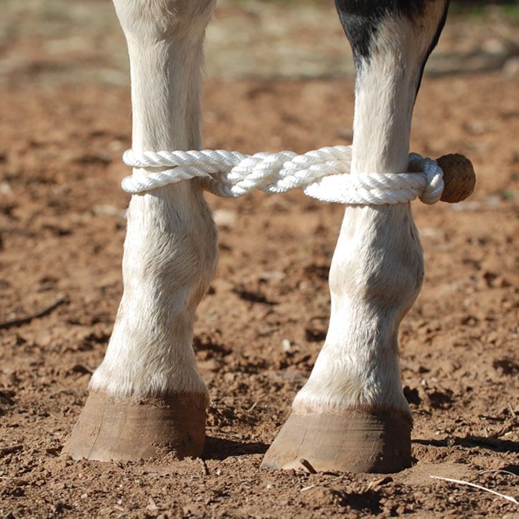 Classic Button Rope Hobble - Horse.com