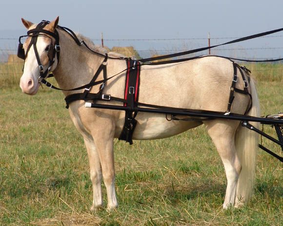 Mini Horse Harnesses & Driving Harnesses - MiniTack.com