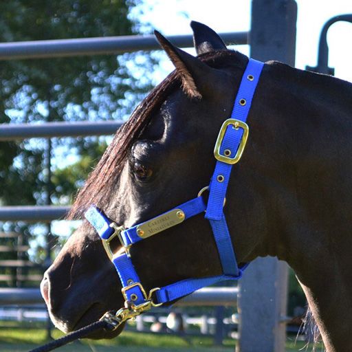 Ozark Mini Personal 2 Brass Tag Nylon Halter - StateLineTack.com ...