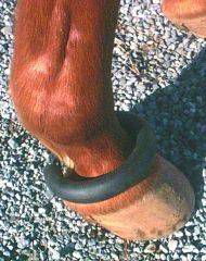 Horse Fetlock Ring - StateLineTack.com