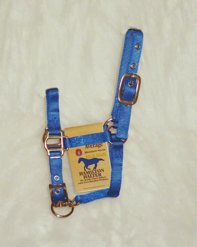 Hamilton Miniature Horse Halter Blue - StateLineTack.com