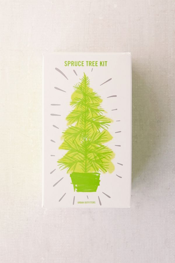 Grow Your Own Spruce Tree Kit | Urban Outfitters